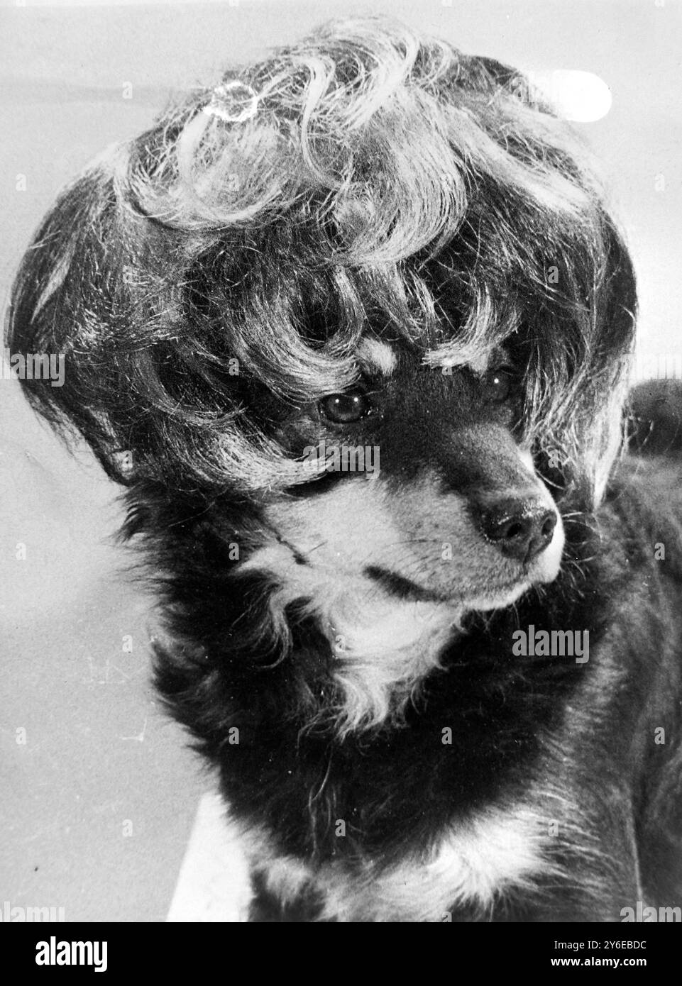 White wigs Black and White Stock Photos & Images - Alamy