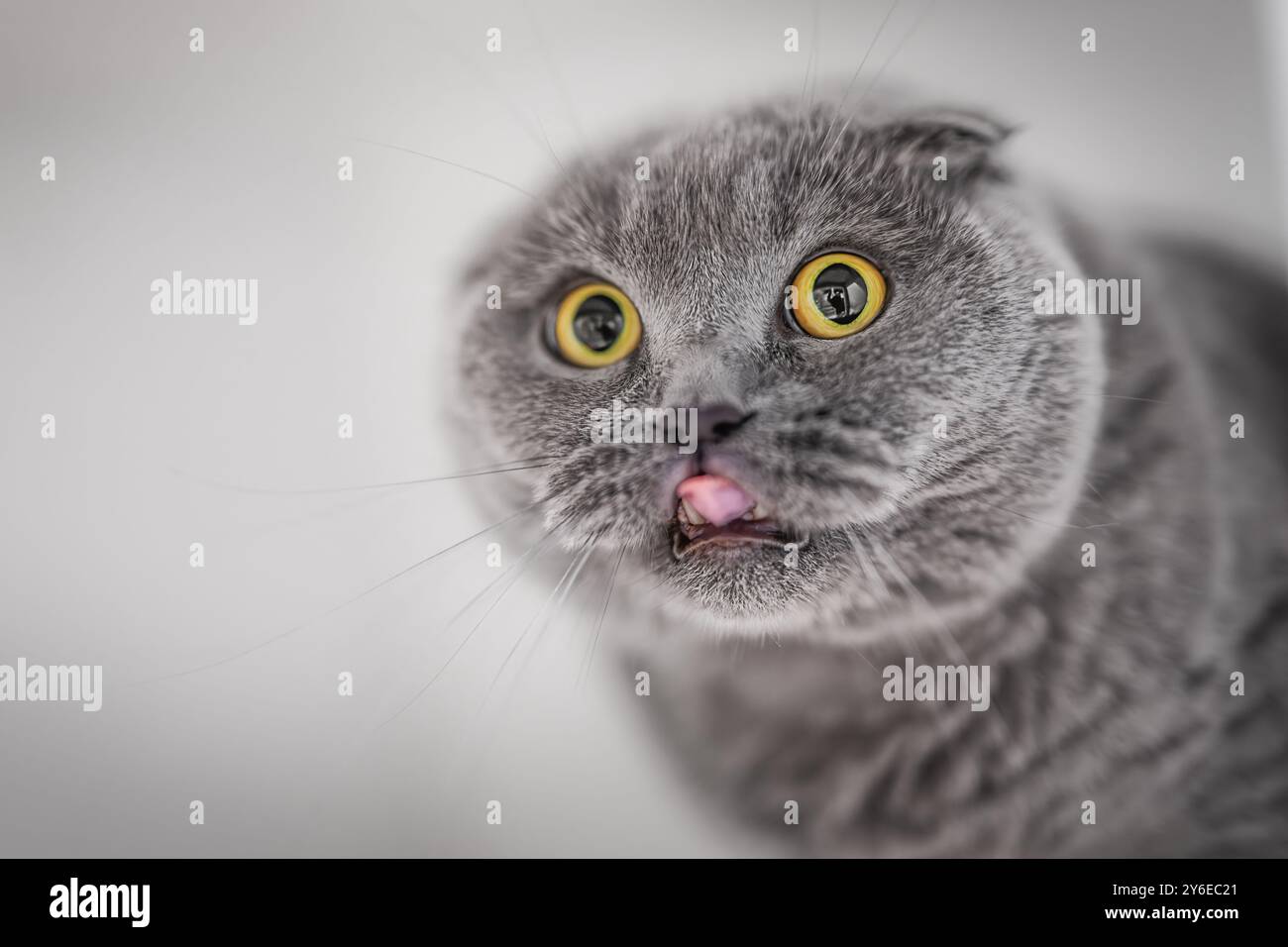 Funny shocked cat, surprised emotions. Scottish Fold Stock Photo - Alamy