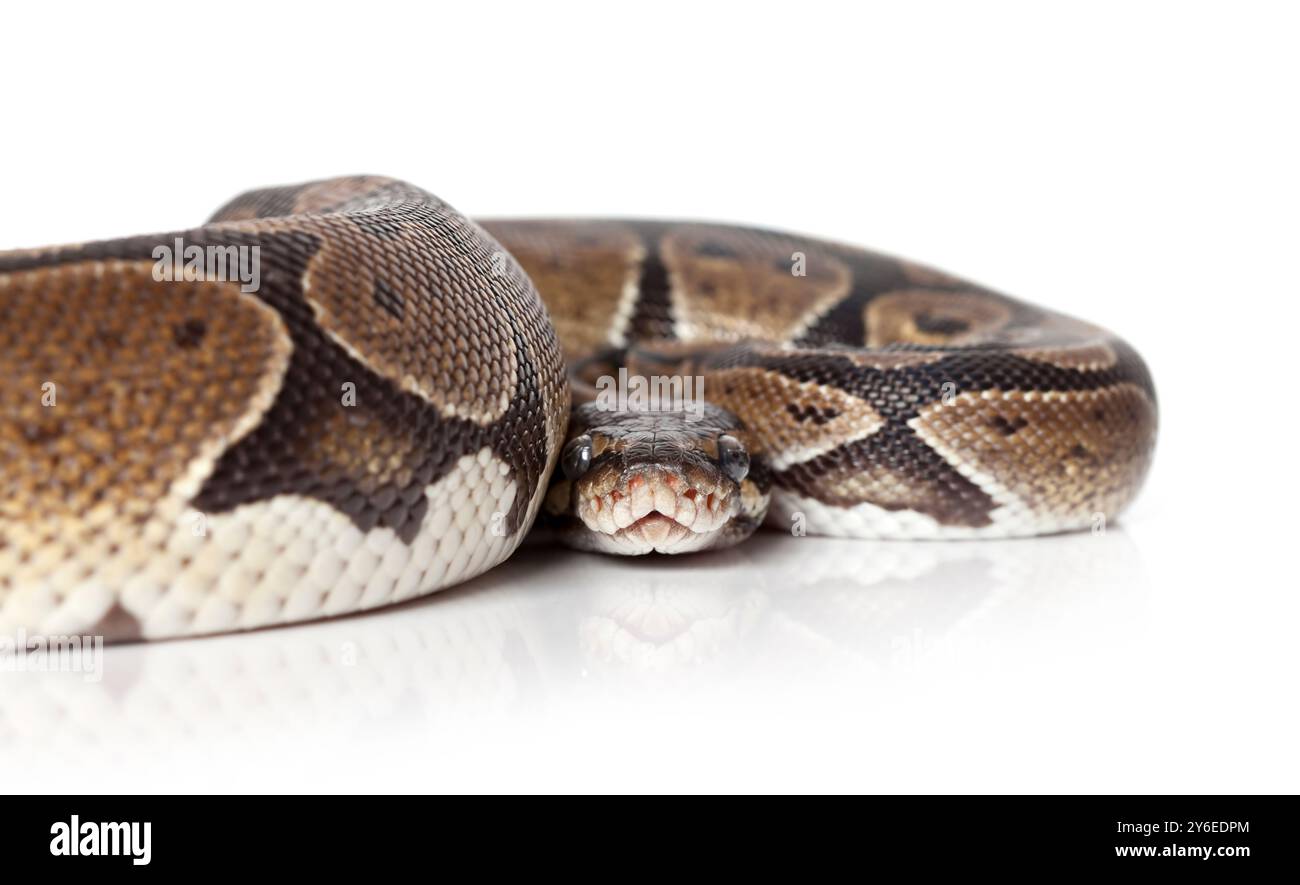 Portrait of Python snake on white background Stock Photo - Alamy