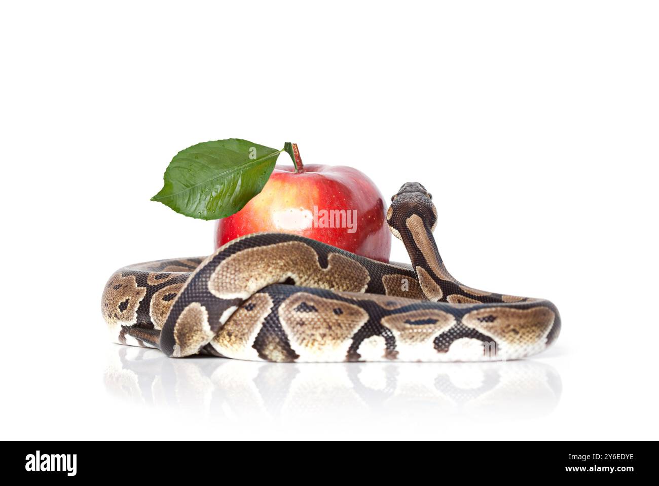 Royal Python with red apple isolated on white background Stock Photo ...