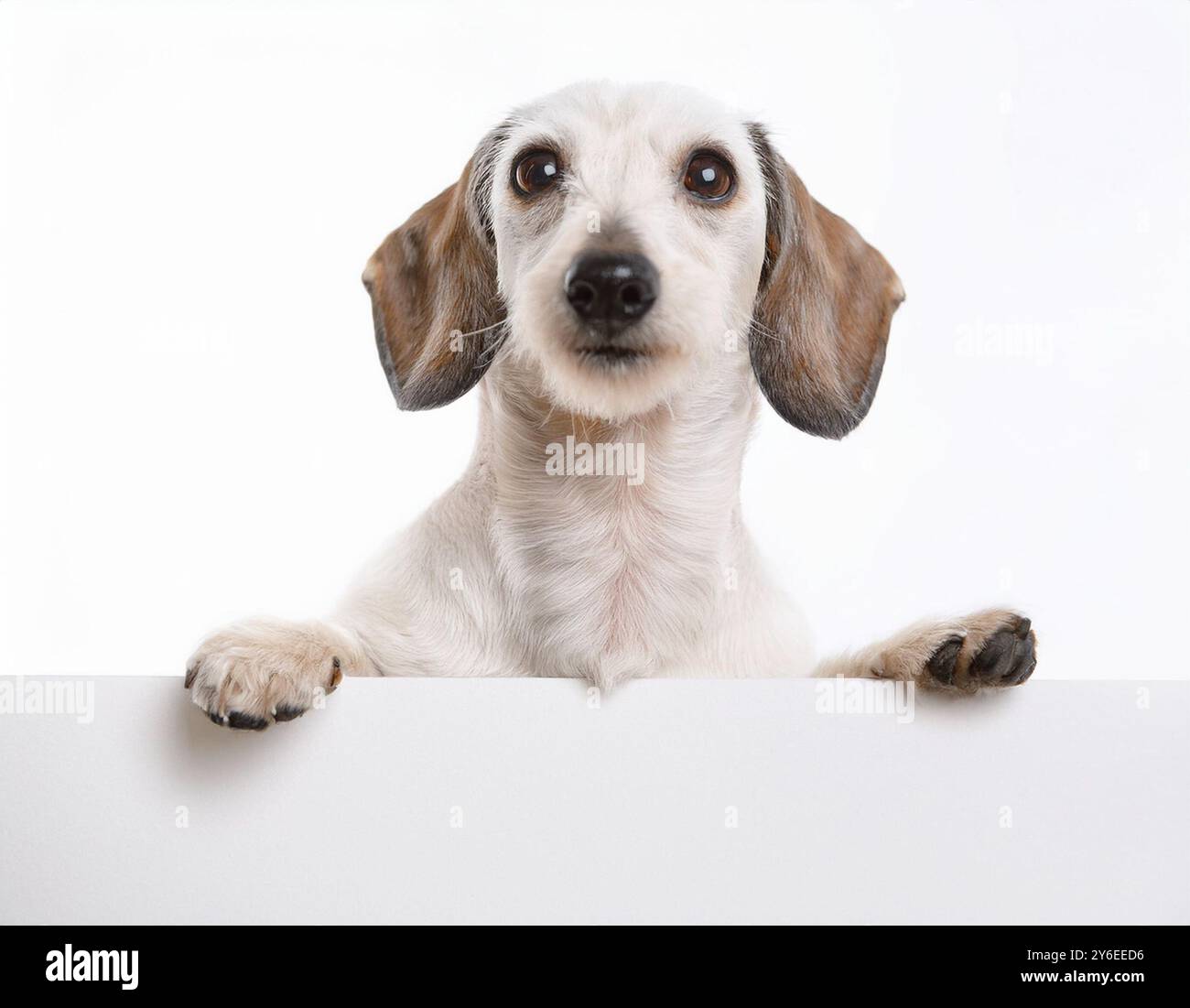 Happy Dog Showing Copy Space Suitable Image For Advertisement Concept ...