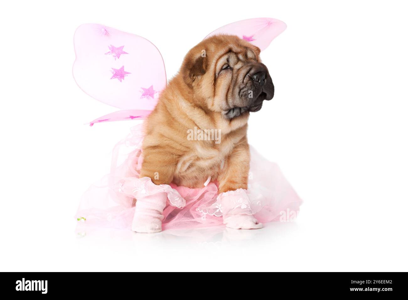 Chinese Sharpei Puppy dressed up for a party Stock Photo - Alamy