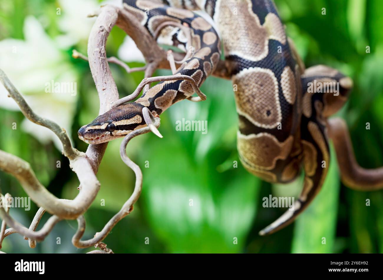 Creeping horror hi-res stock photography and images - Alamy
