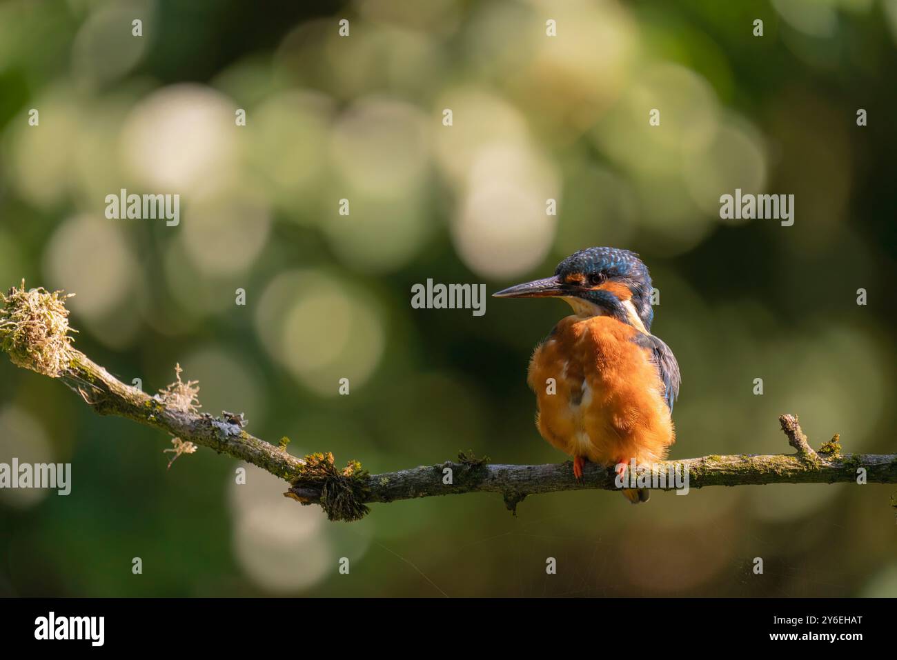 Common Kingfisher, Alcedo athis, fishing on an old estate lake Stock ...