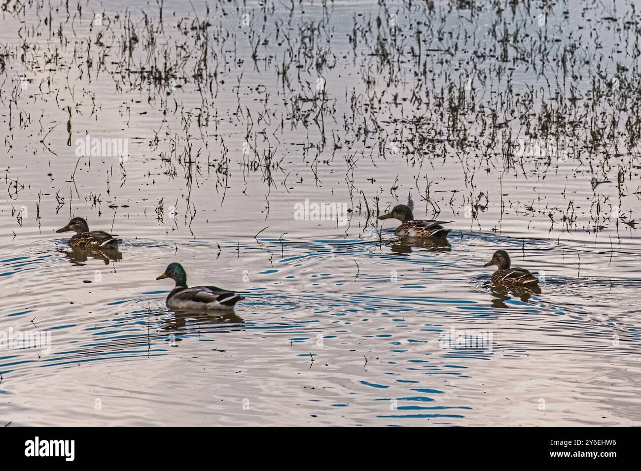 Anas platyrhynchos 2024 hi-res stock photography and images - Alamy