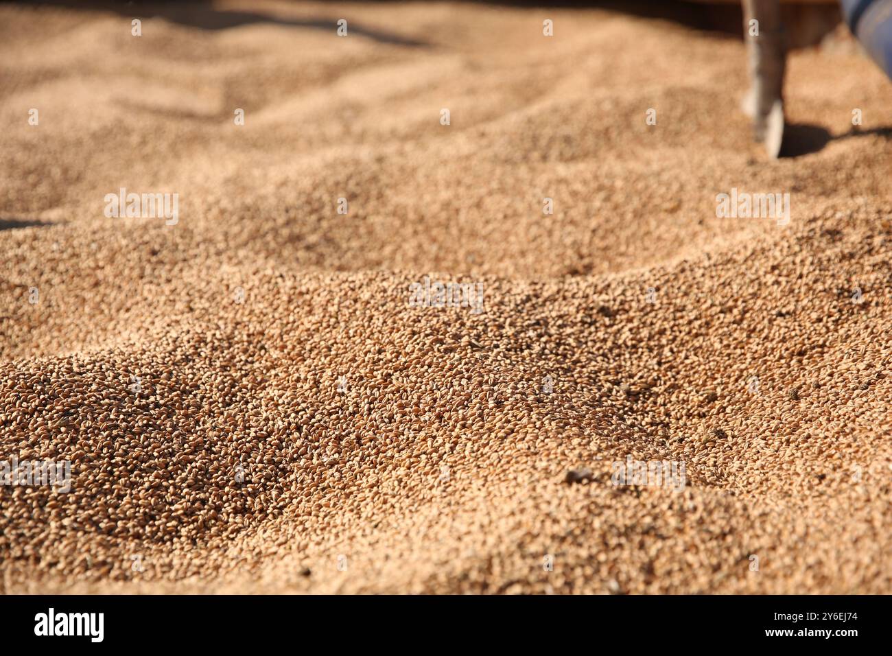 Texture of wheat grains as background, closeup Stock Photo - Alamy