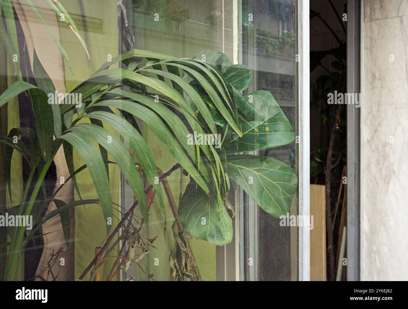 ornamental plants behind a storefront window Stock Photo - Alamy
