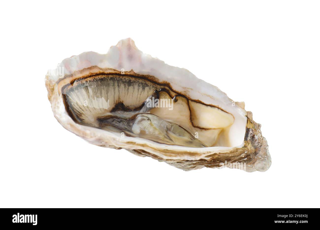 Fresh oyster sea food Cut Out Stock Images & Pictures - Alamy