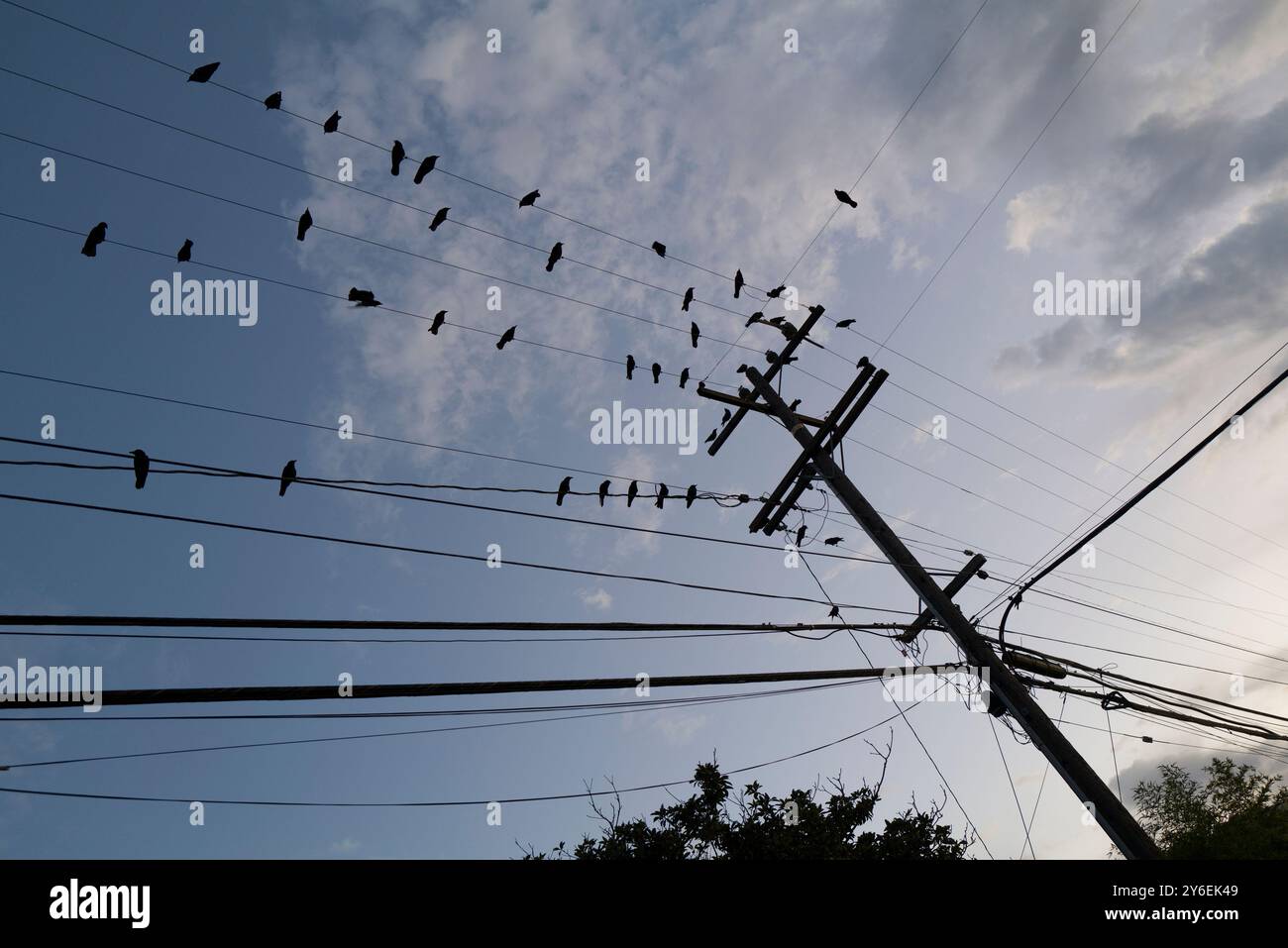Power lines stretch across the sky above lush green trees and urban ...