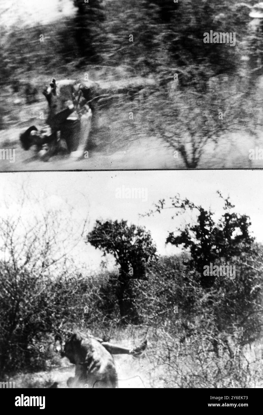 HUNTING LION HUNTERS DIVE OUT WAY CHARGING LION IN SOMALI REPUBLIC ; 23 ...