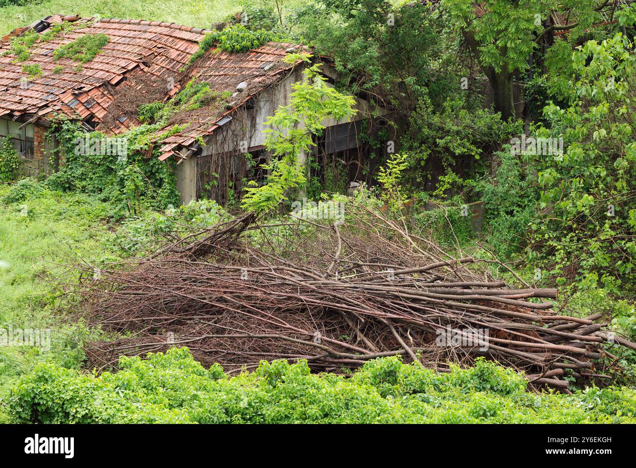 pile of cut branches in front of an abandoned house with collapsed roof ...