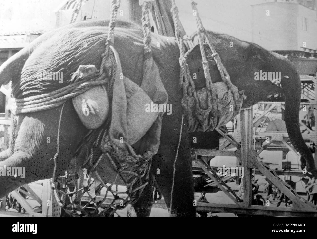 TRANSPORTING AN ELEPHANT IN CASABLANCA, MAROCCO ; 22 OCTOBER 1962 Stock ...