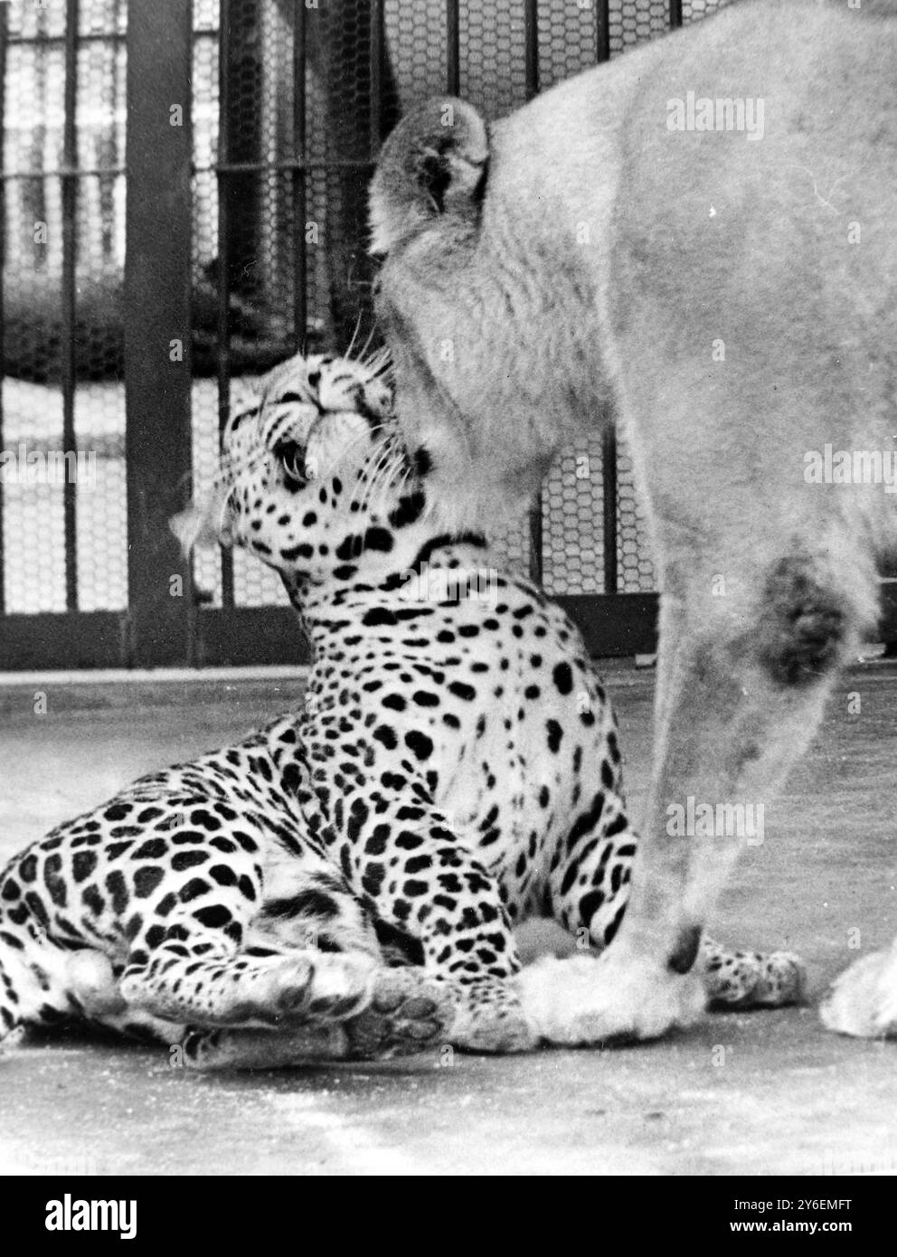 PARENTS OF FIRST LEOPONS AT TOKYO ZOO ; 17 OCTOBER 1962 Stock Photo - Alamy