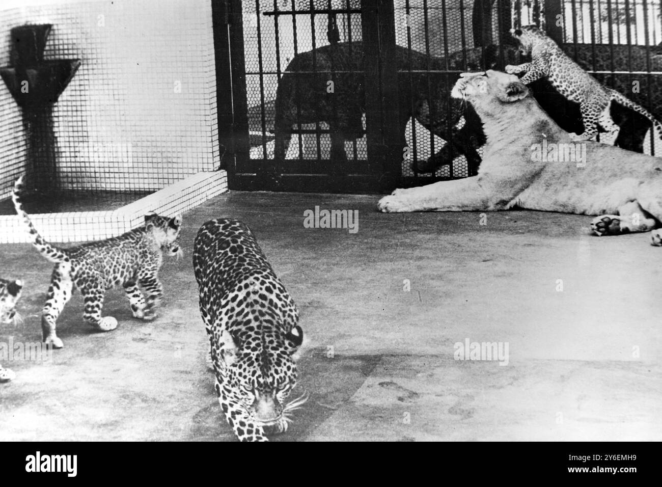 CUBS OF FIRST LEOPONS AT TOKYO ZOO ; 17 OCTOBER 1962 Stock Photo - Alamy