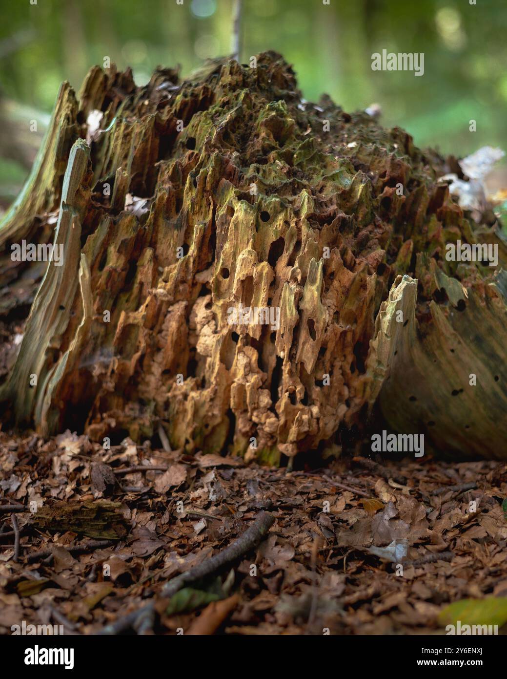 Side view of a weathered tree stump with light brown wood and insect holes, resembling a wooden ...