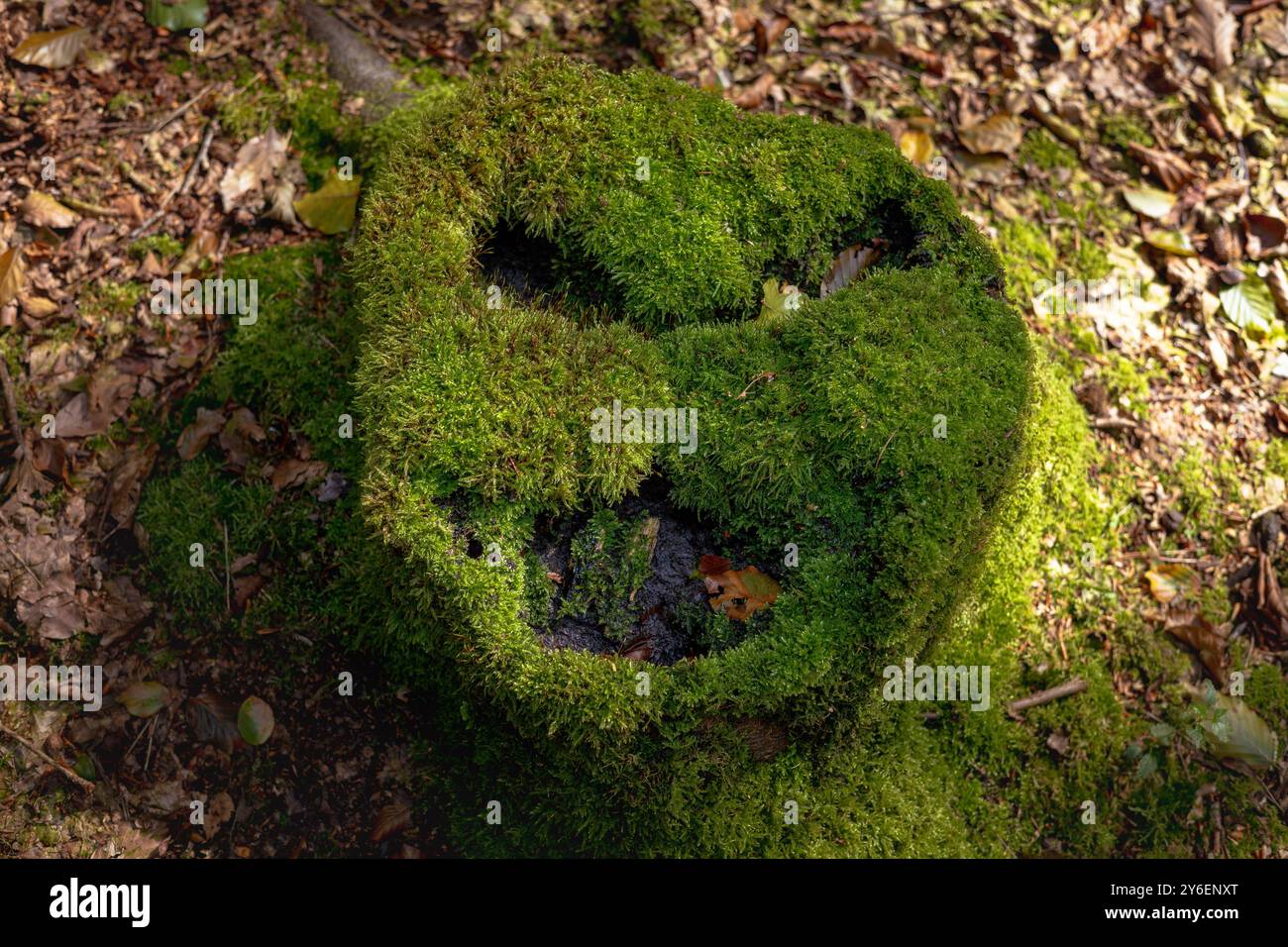 Moss-covered tree stump in the forest with gaps forming a face ...