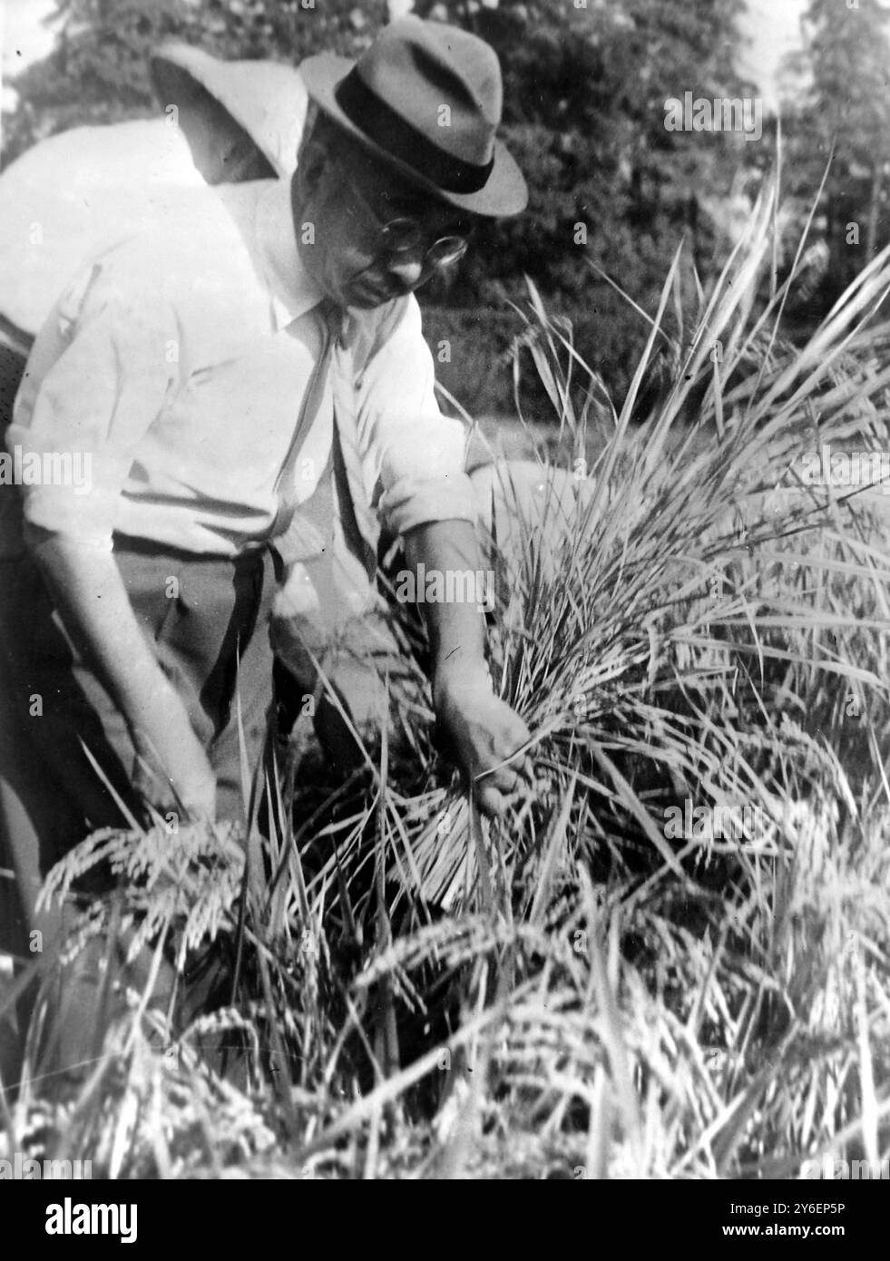EMPEROR HIROHITO OF JAPAN REAPING RICE HARVEST ; 8 OCTOBER 1962 Stock ...