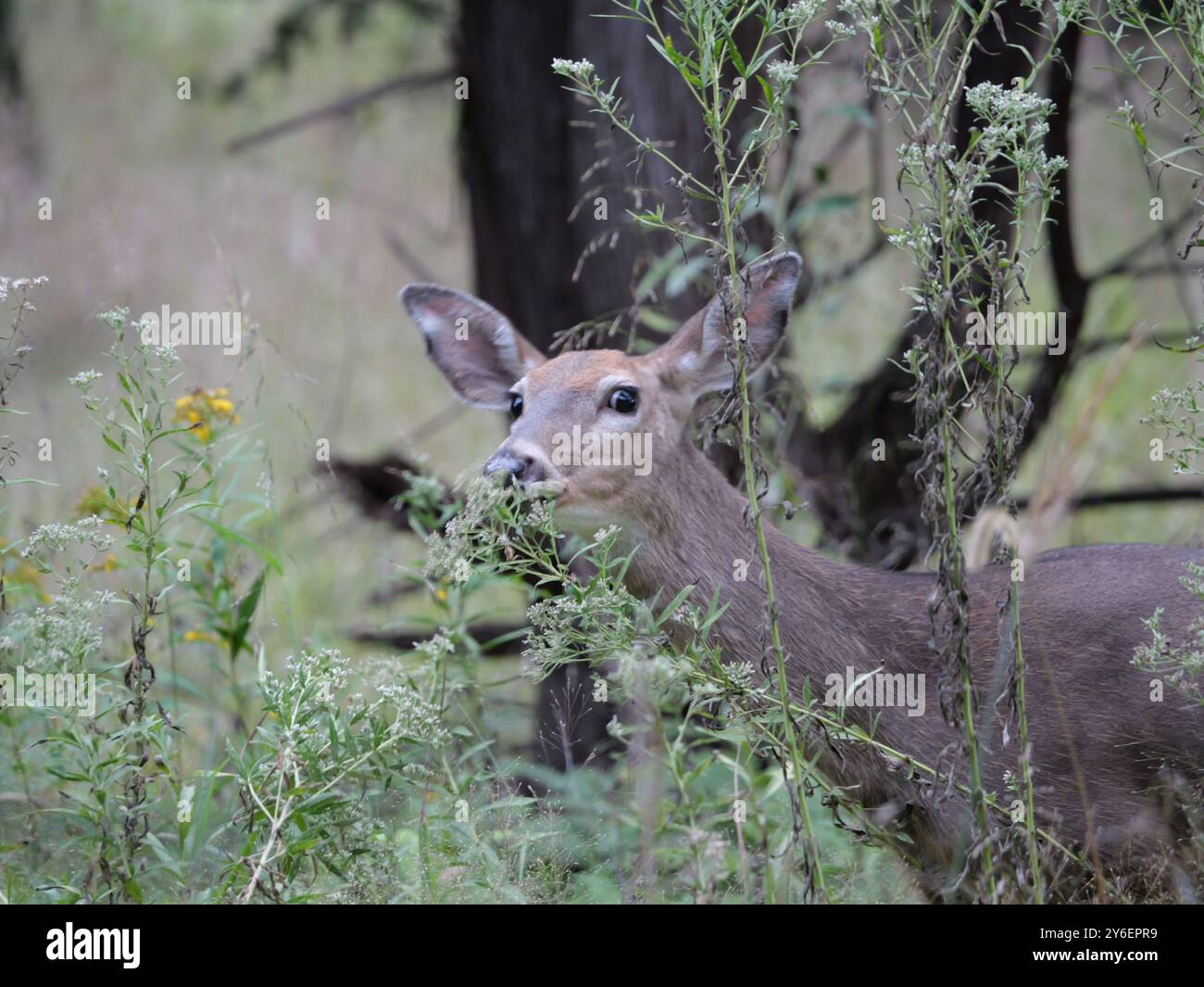 White Tailed Deer Losing Their Habitat in Bustling and Growing Olathe ...