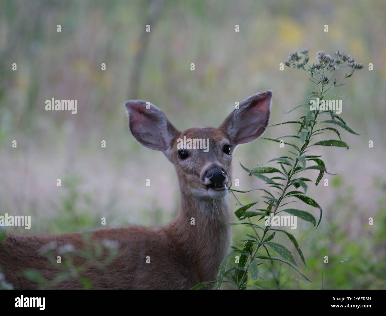 White Tailed Deer Losing Their Habitat in Bustling and Growing Olathe ...
