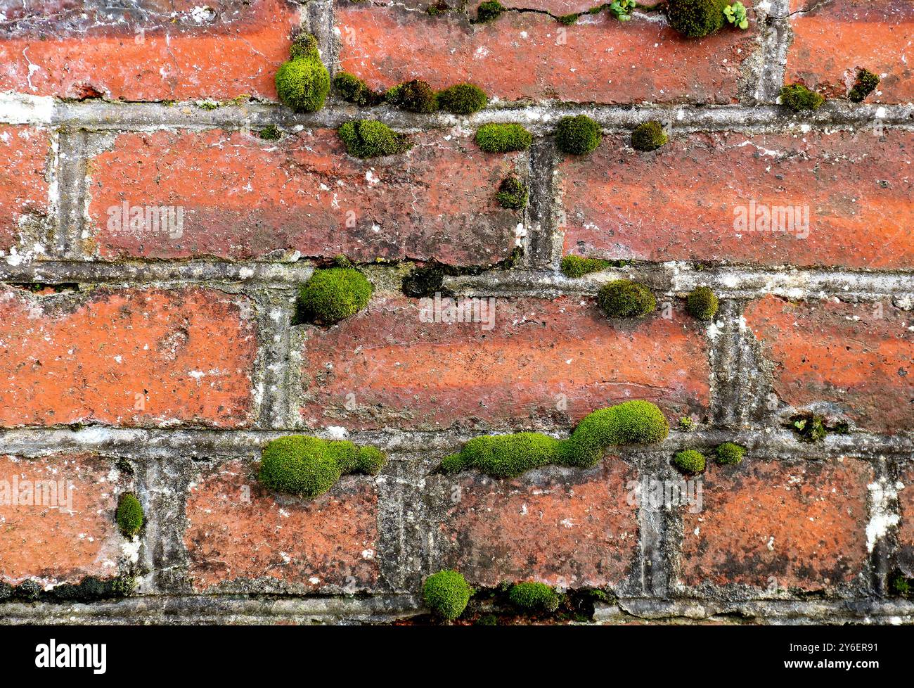 Old brick garden wall with moss algae and lichen growth Stock Photo - Alamy