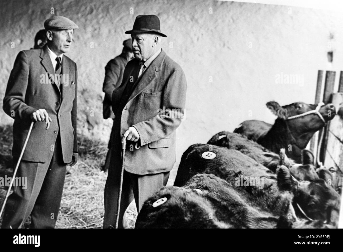 Aberdeen angus Black and White Stock Photos & Images - Alamy