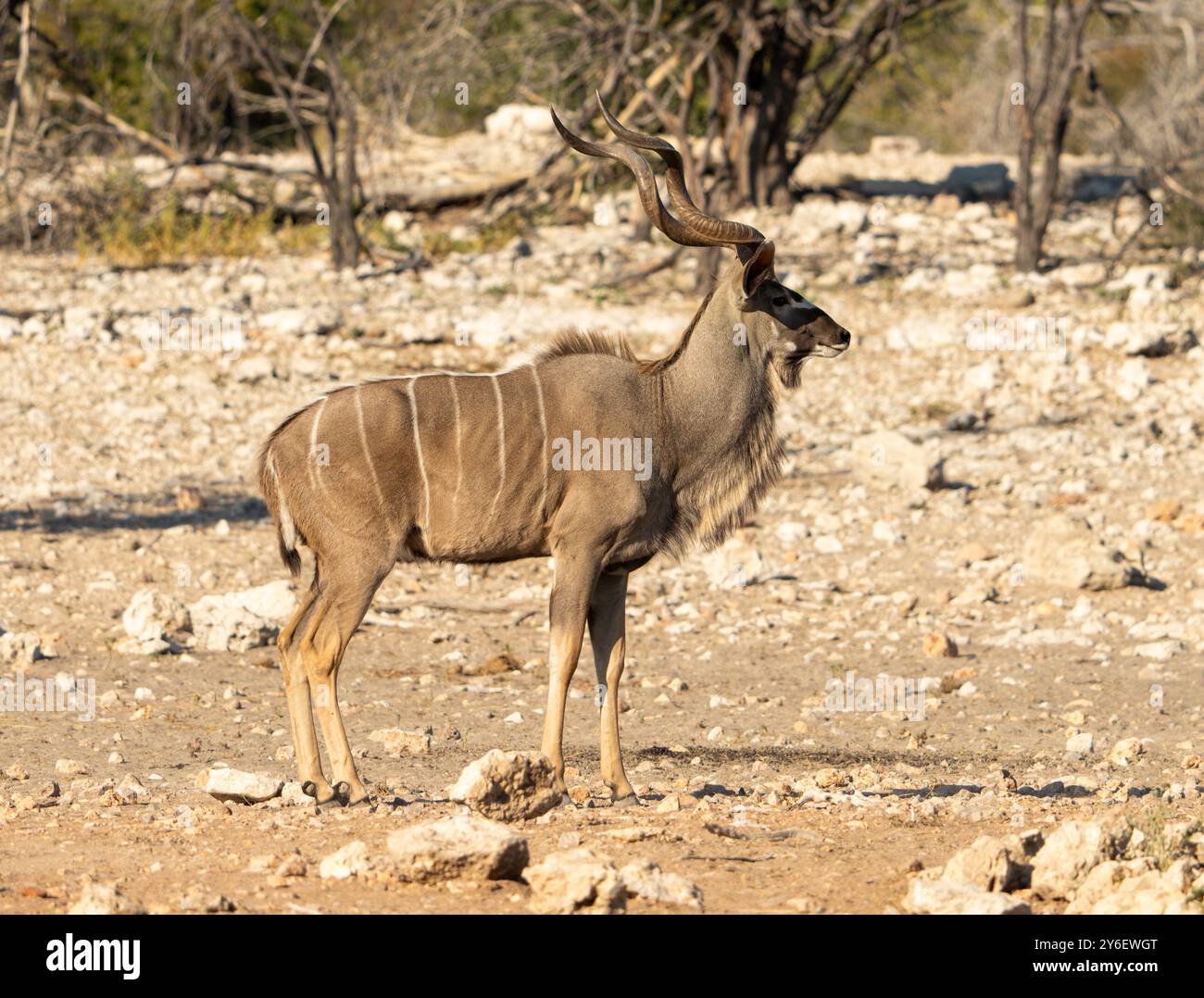 Male Kudu (Tragelaphus) in Namibia, Africa Stock Photo - Alamy