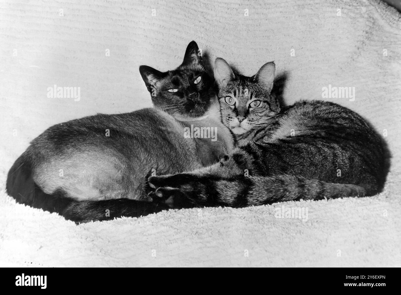 Negative sleeping Black and White Stock Photos & Images - Alamy