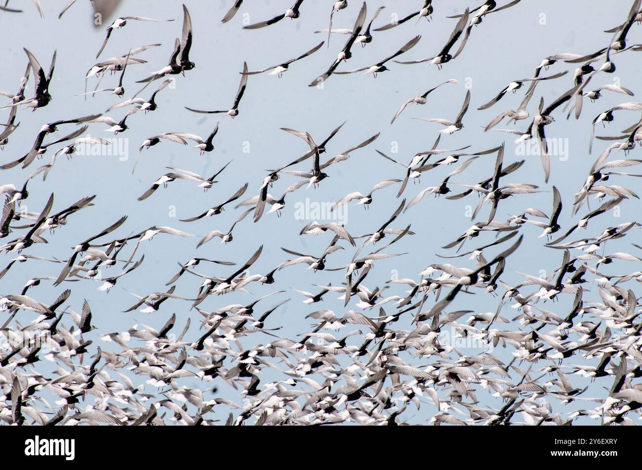 WHITE-WINGED TERNS ( Chlidonias leucopterus) (White-winged Black Terns ...