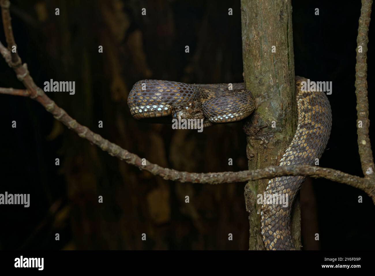 Mangrove Pit Viper (Trimeresurus purpureomaculatus) in mangrove swamp ...