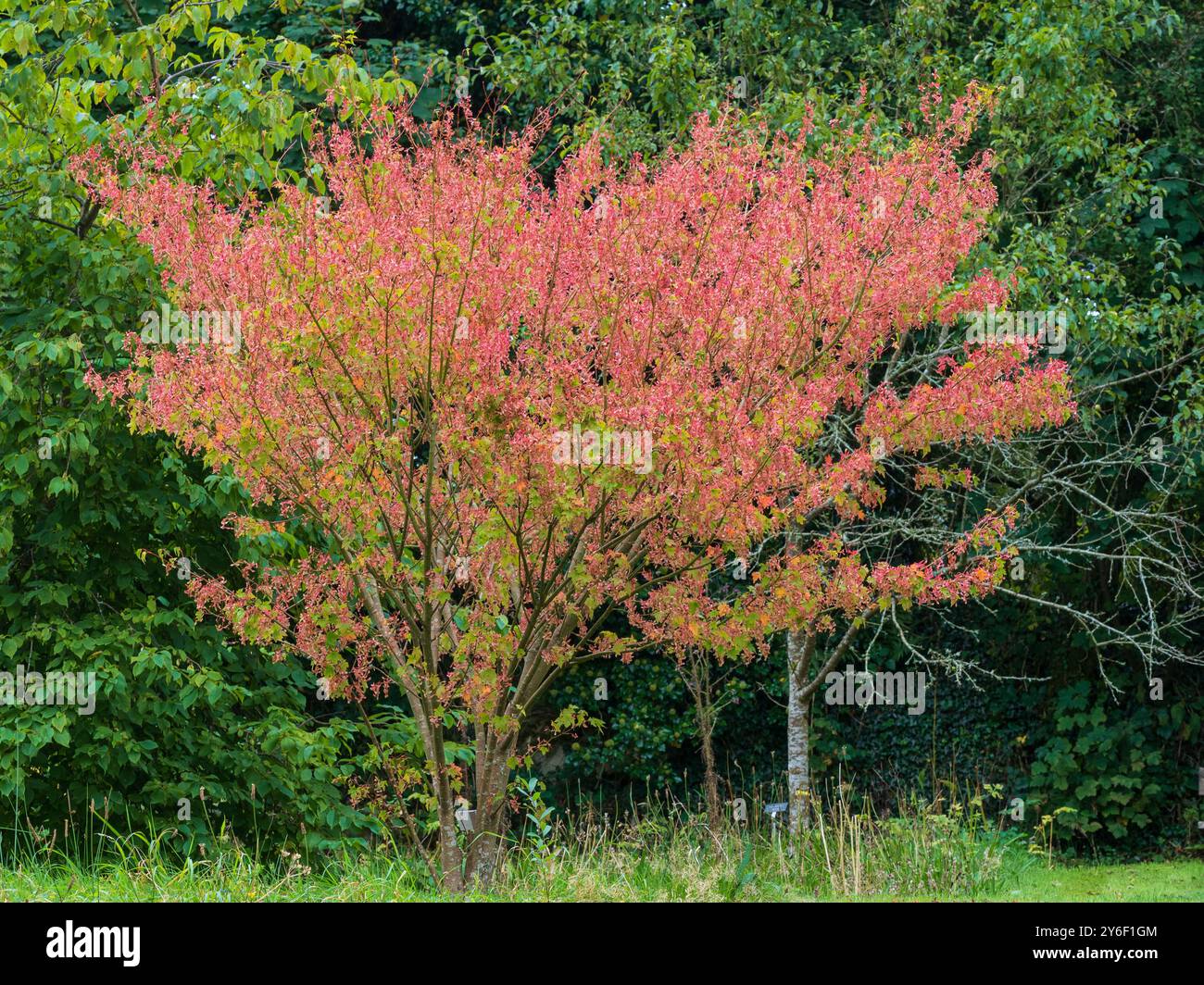 Massed winged seeds, samaras, hanging from the early autumn branches of ...