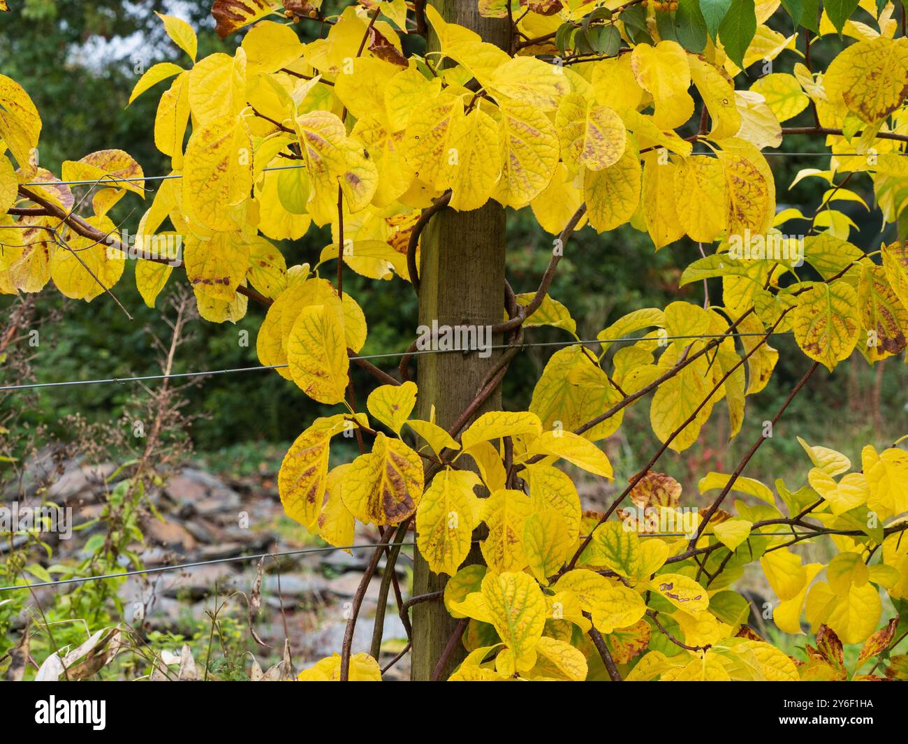 Yellow autumn leaves of the hardy, twining deciduous climber, Celastrus ...