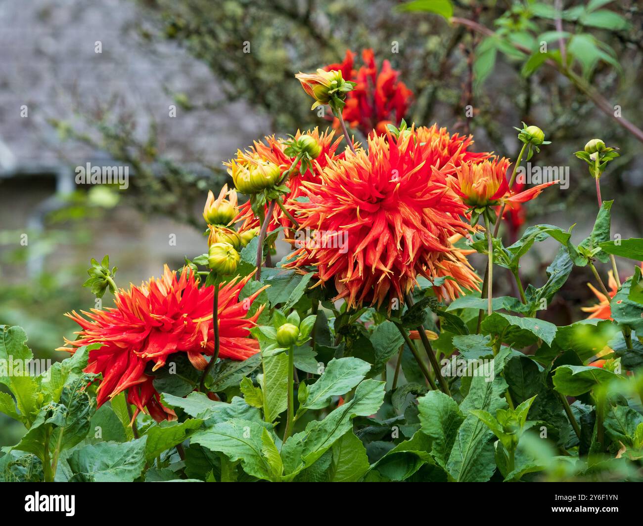 Large, colourful red and yellow flower of the cactus dahlia, Dahlia ...