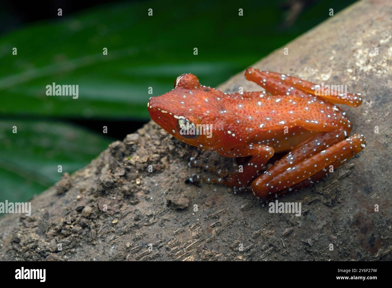 Spotted Tree Frog , Nyctixalus pictus on a branch Stock Photo - Alamy