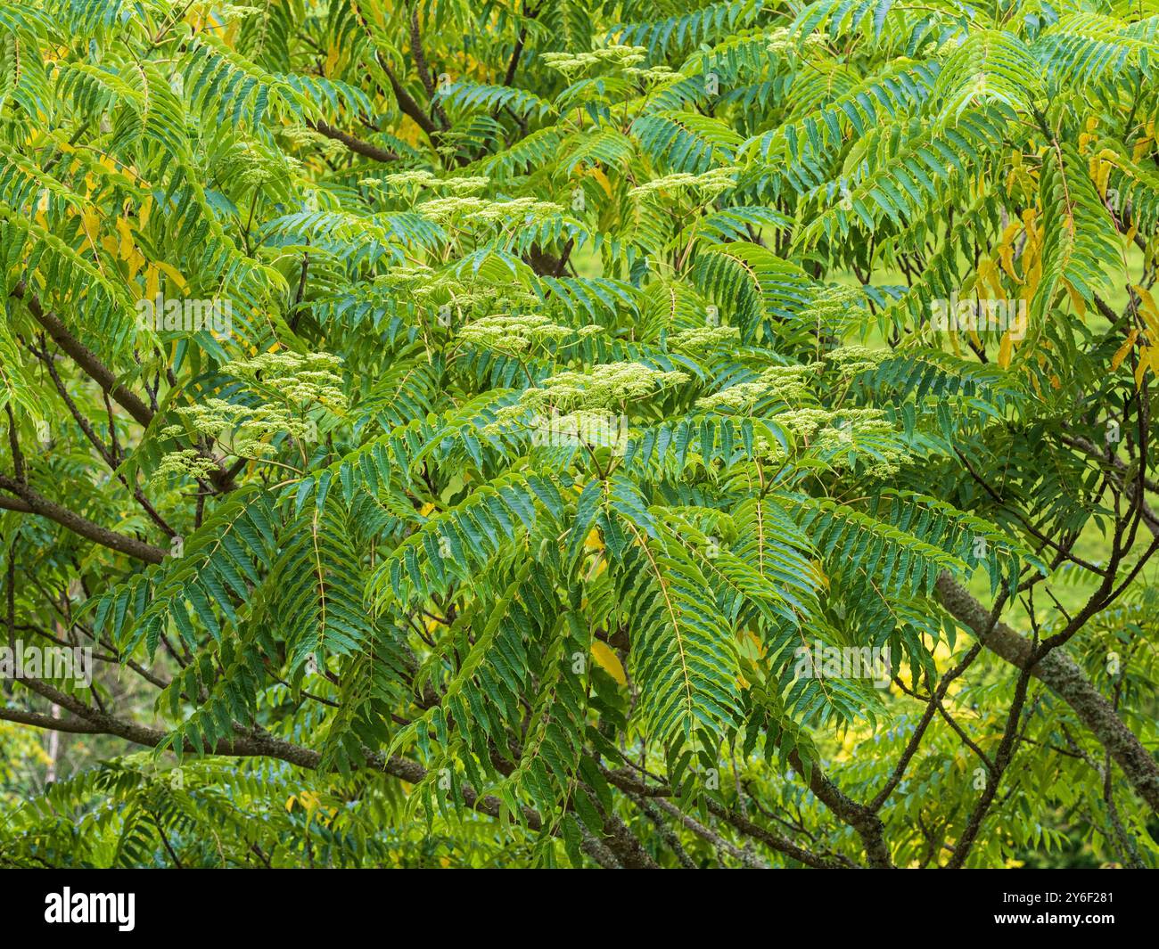 Pinnate foliage and late summer flowers of the half hardy prickly ash ...