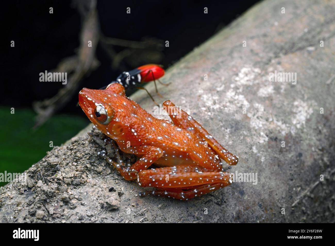 Frogs of sumatra and the frogs of philippine hi-res stock photography ...