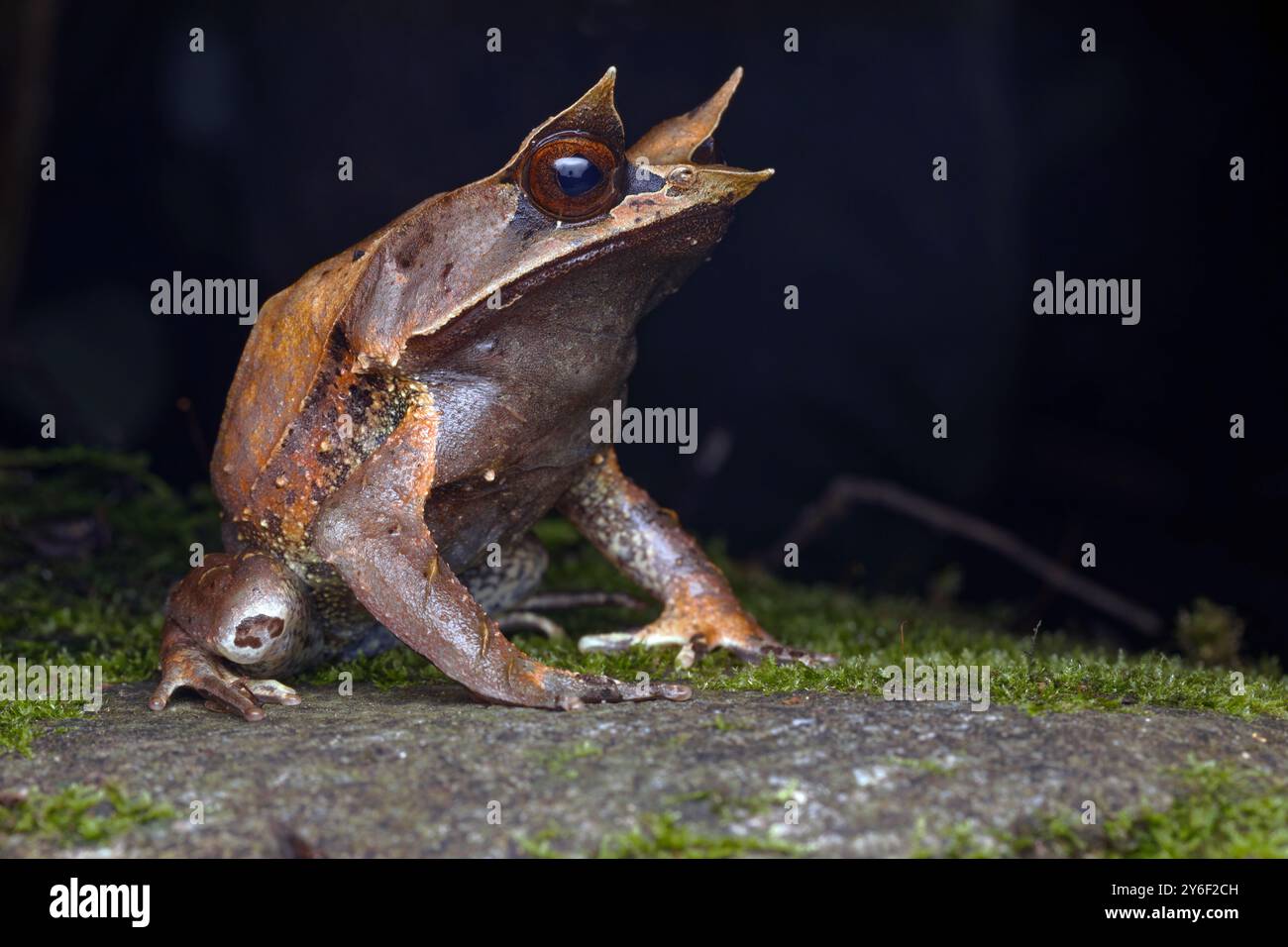Long-nosed horned frog (Pelobatrachus nasutus) resting on big rock ...