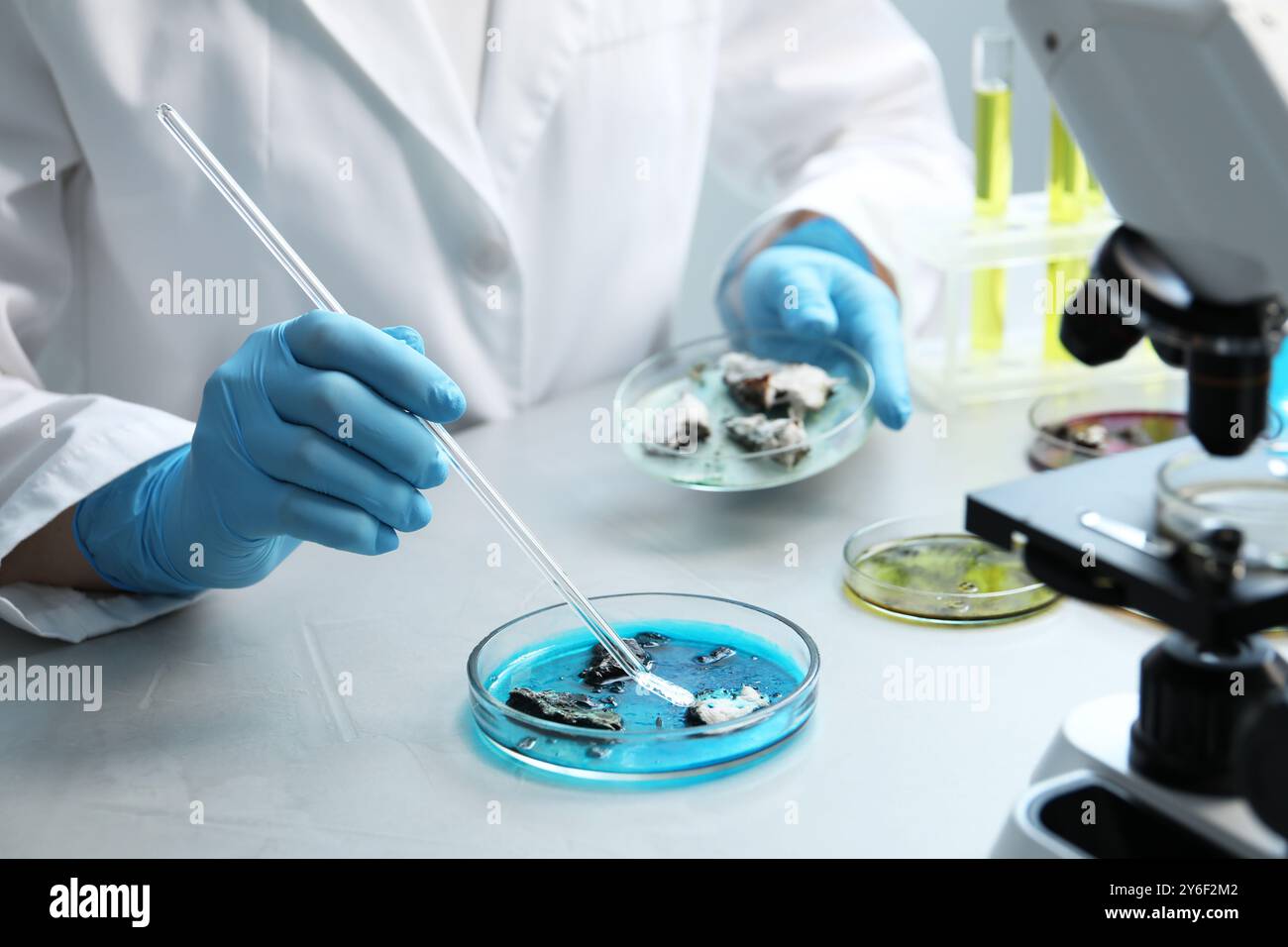 Laboratory worker taking sample with pipette from petri dish at light ...