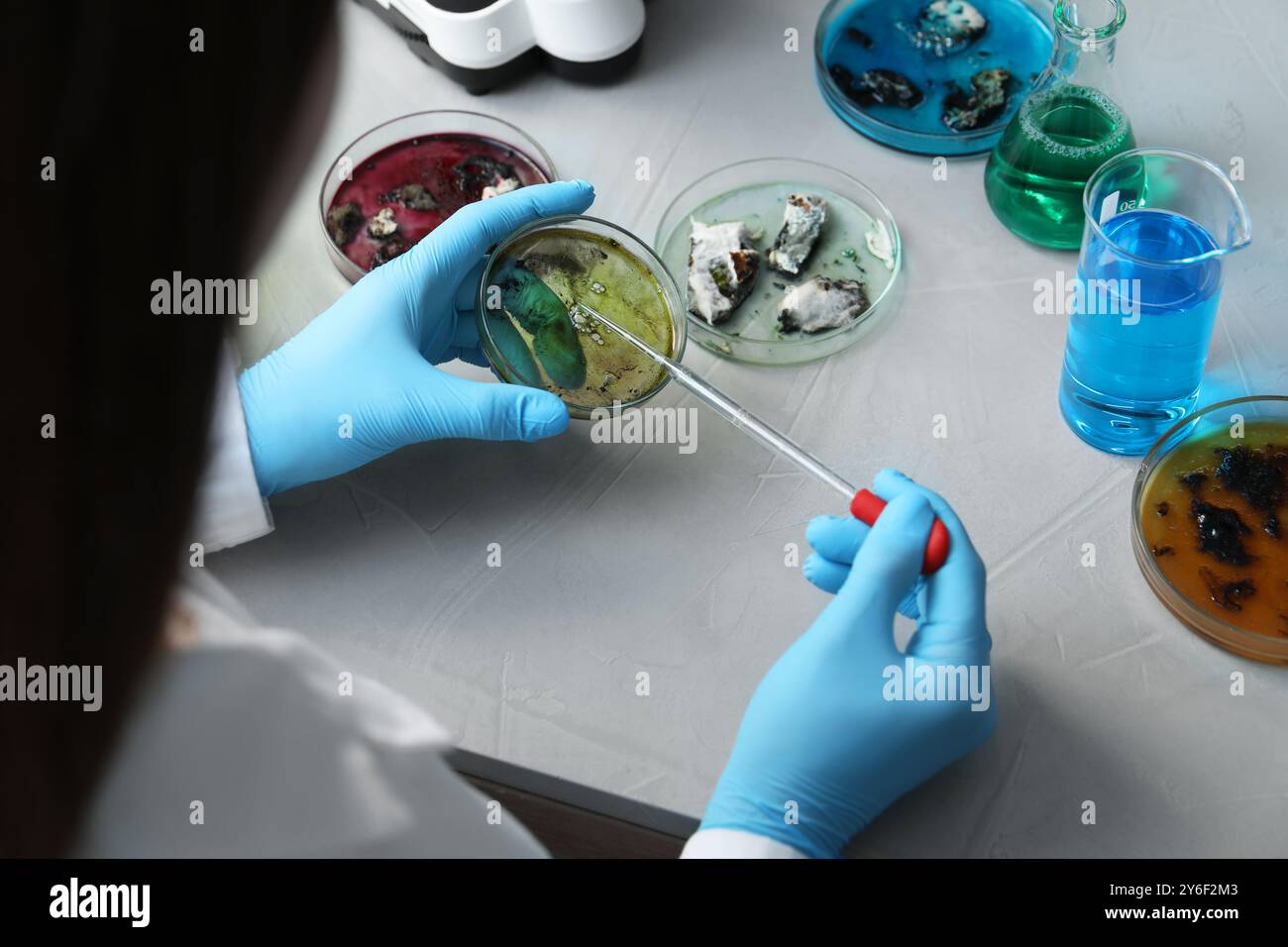 Laboratory worker dripping sample from pipette into petri dish at light ...