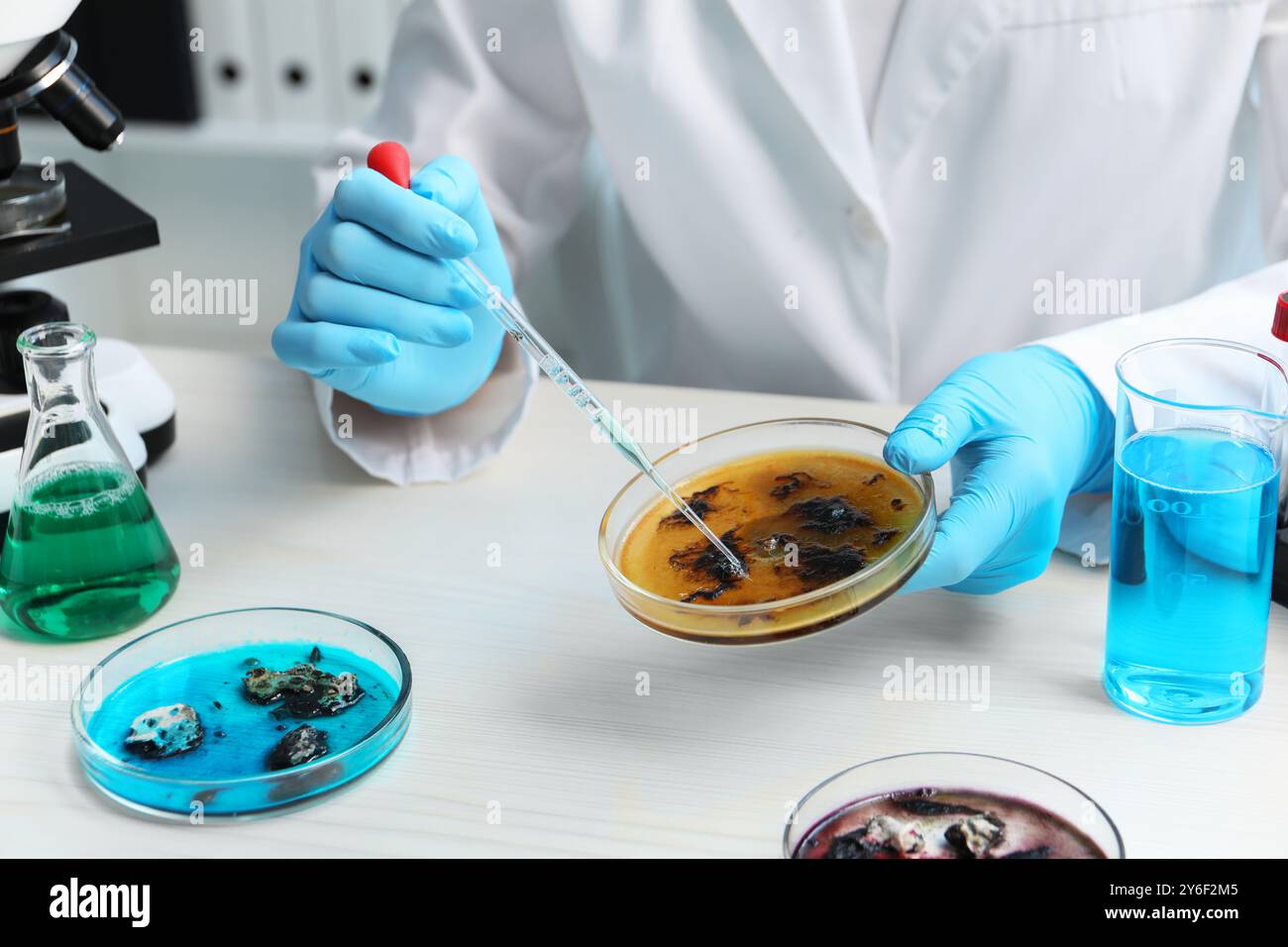 Laboratory worker dripping sample from pipette into petri dish at white ...