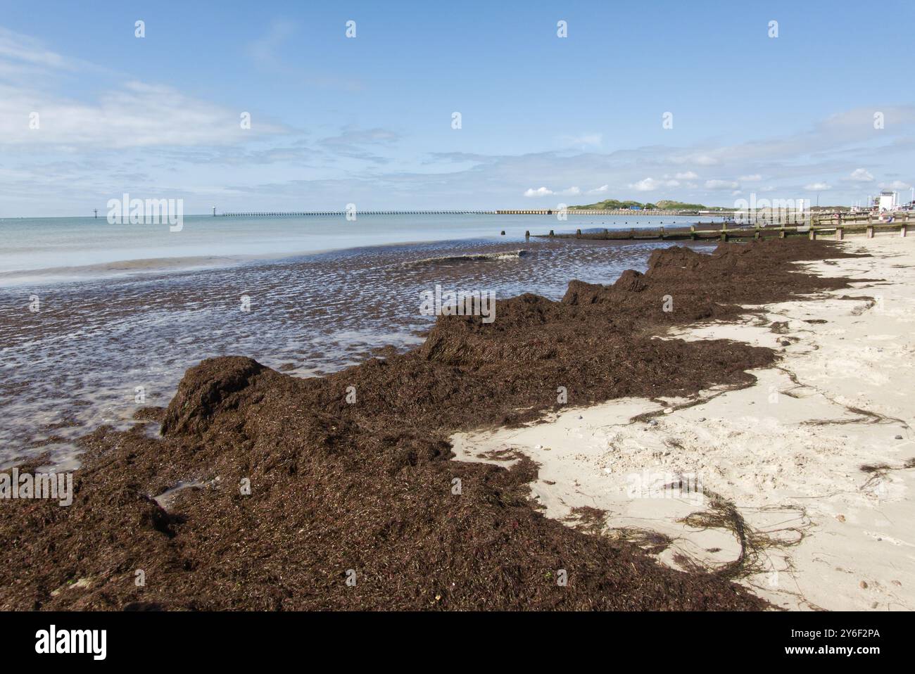 Piles of seaweed washed up on the beach after a storm at Littlehampton ...