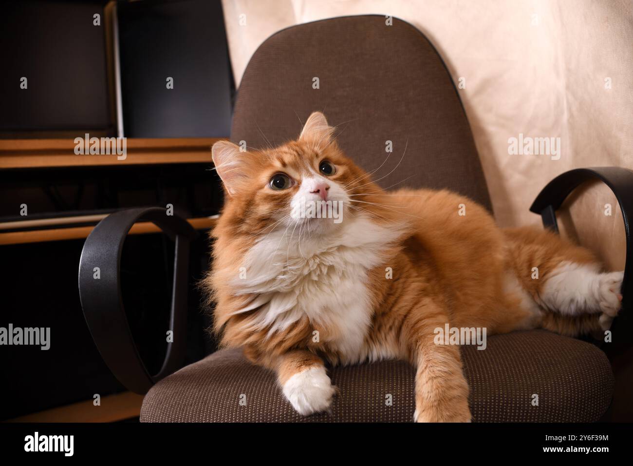 Beautiful fluffy shaggy cat lying hi-res stock photography and images ...