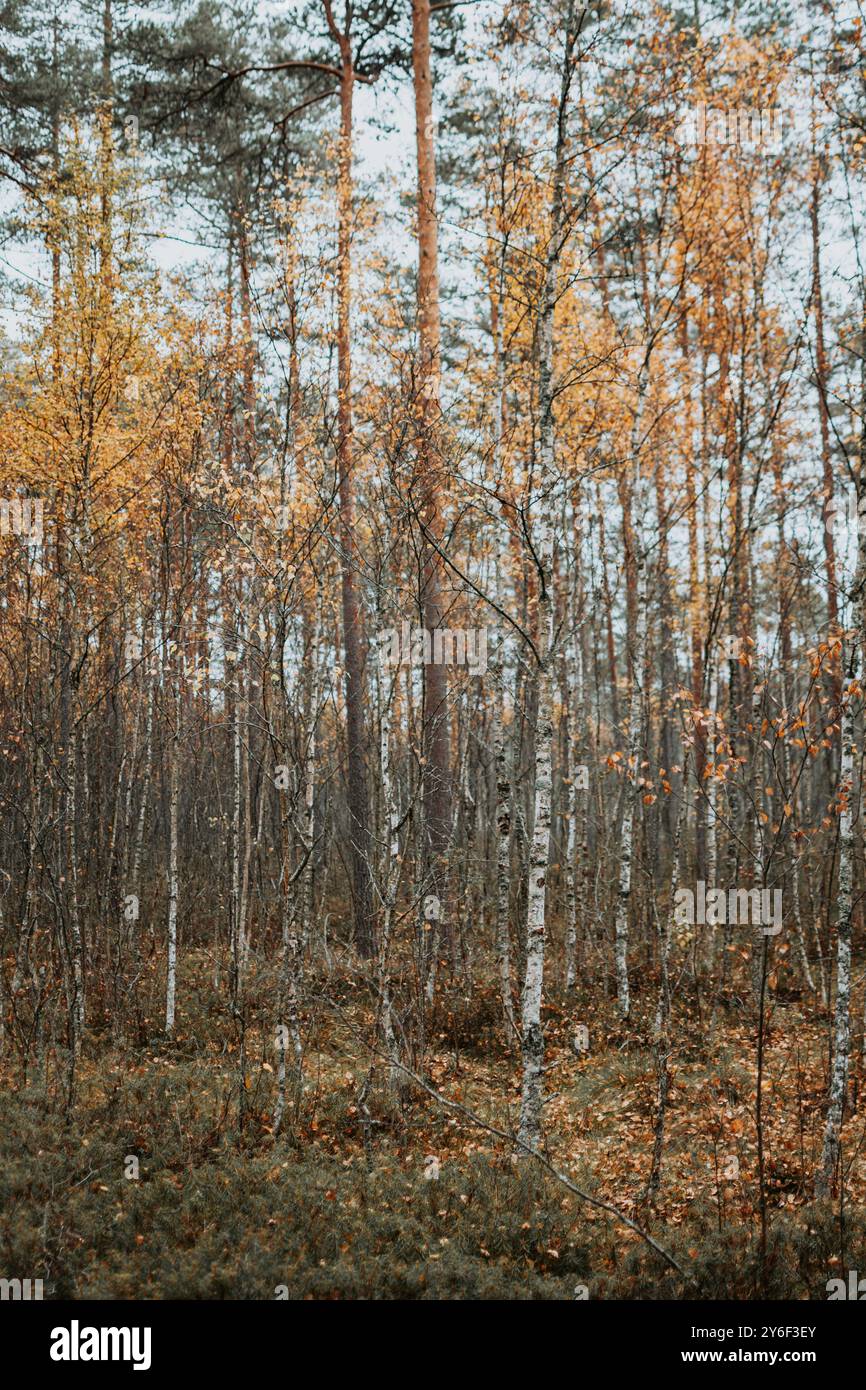 Thin young birch trees growing in the forest at autumn Stock Photo - Alamy