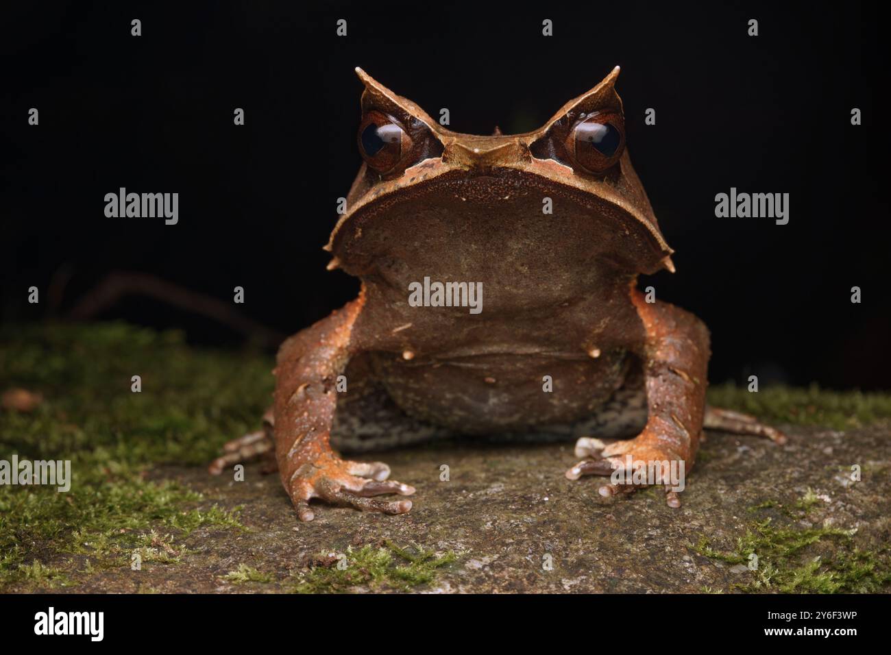 Long-nosed horned frog (Pelobatrachus nasutus) resting on big rock ...