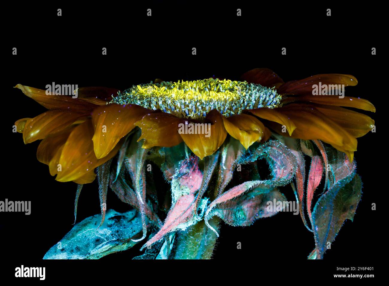 Stacked images of a sunflower shot under ultraviolet (UV) light Stock ...