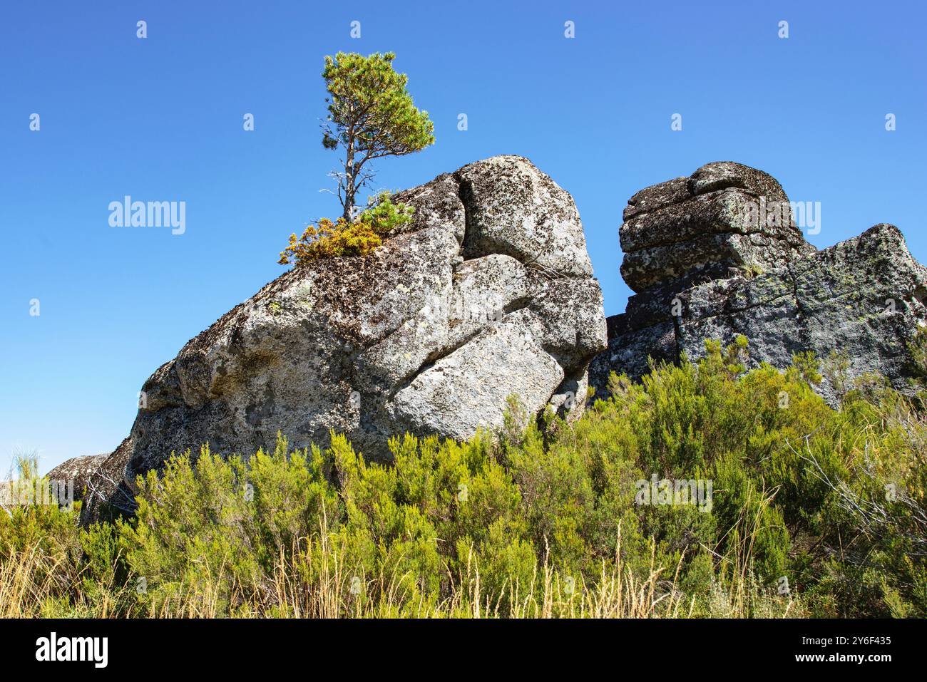Isolated tree on rocky outcrop, seen on Walk PR3, known as Porto Furado ...