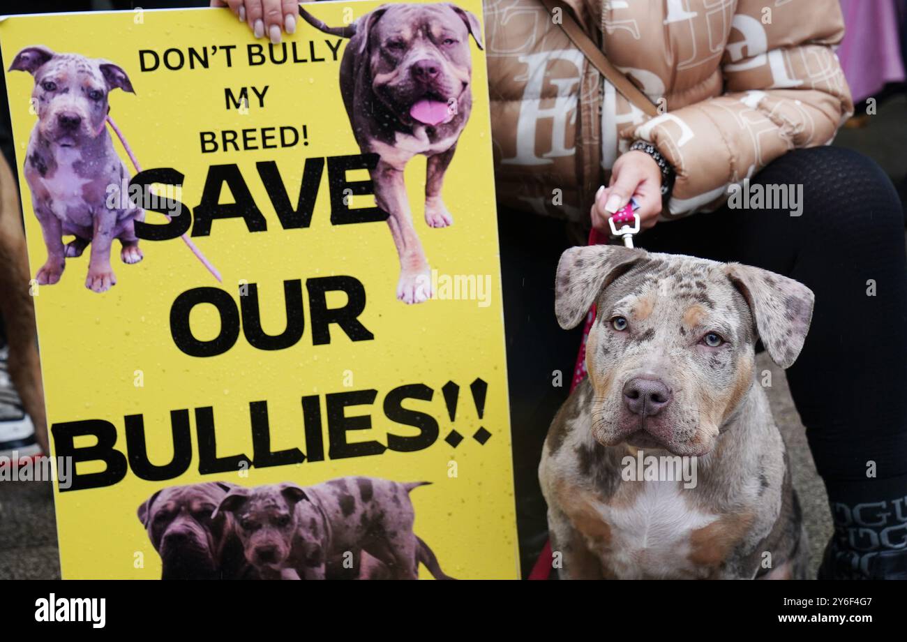 American bully Shadow at Leinster House, Dublin, during a protest ...