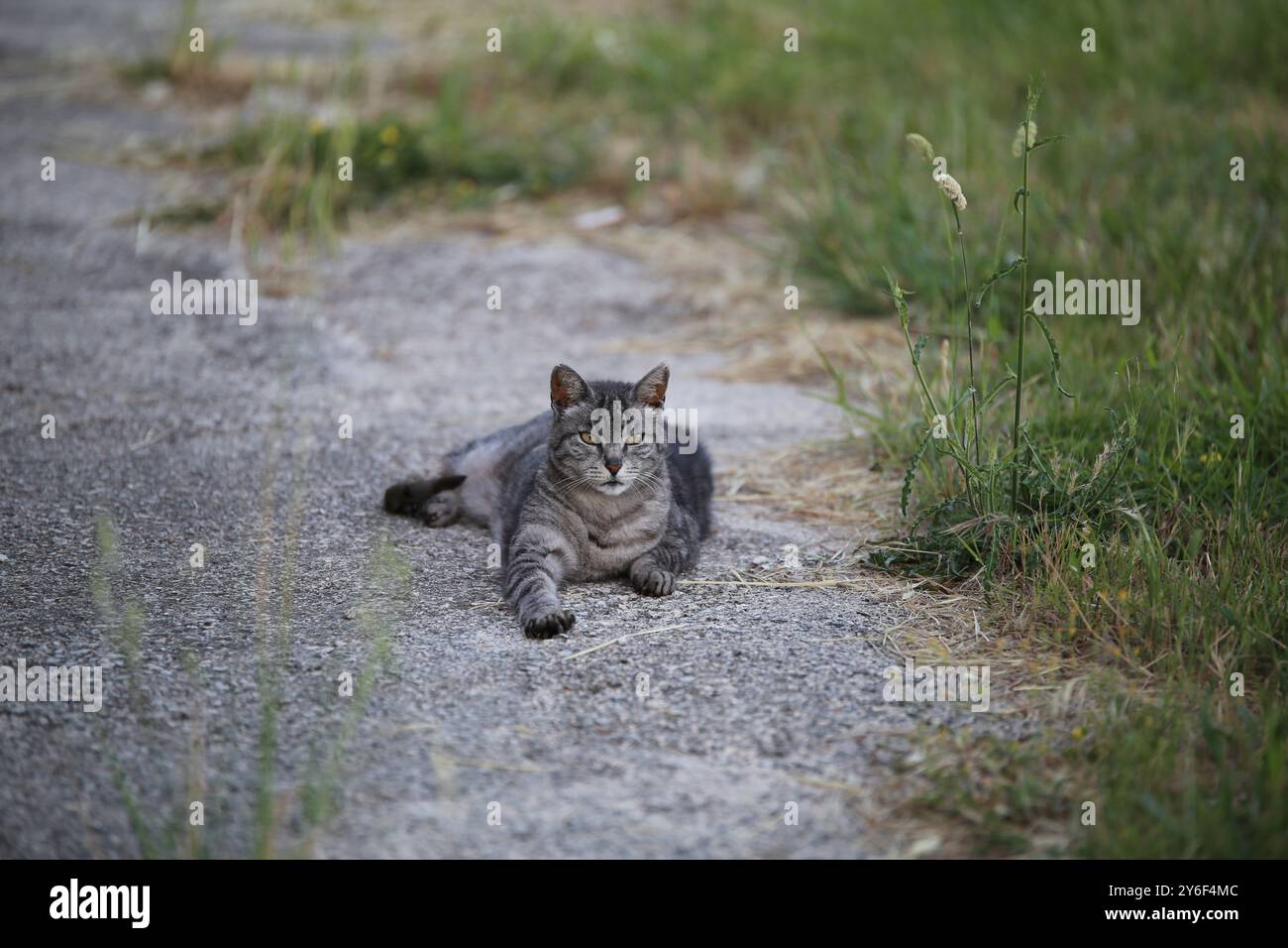 Grass sunbathing hi-res stock photography and images - Alamy