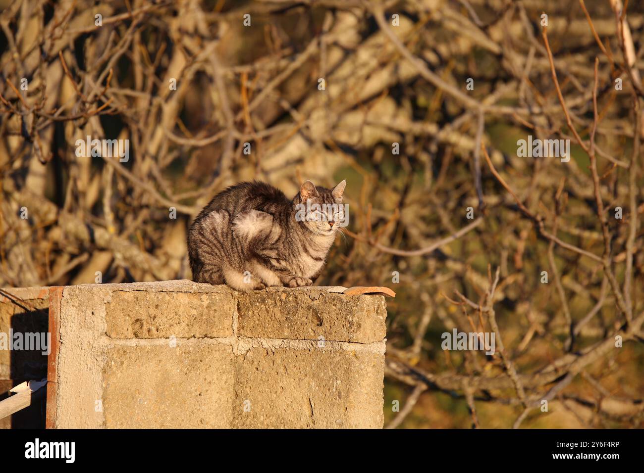 Cat crouched on a tuff brick wall Stock Photo - Alamy