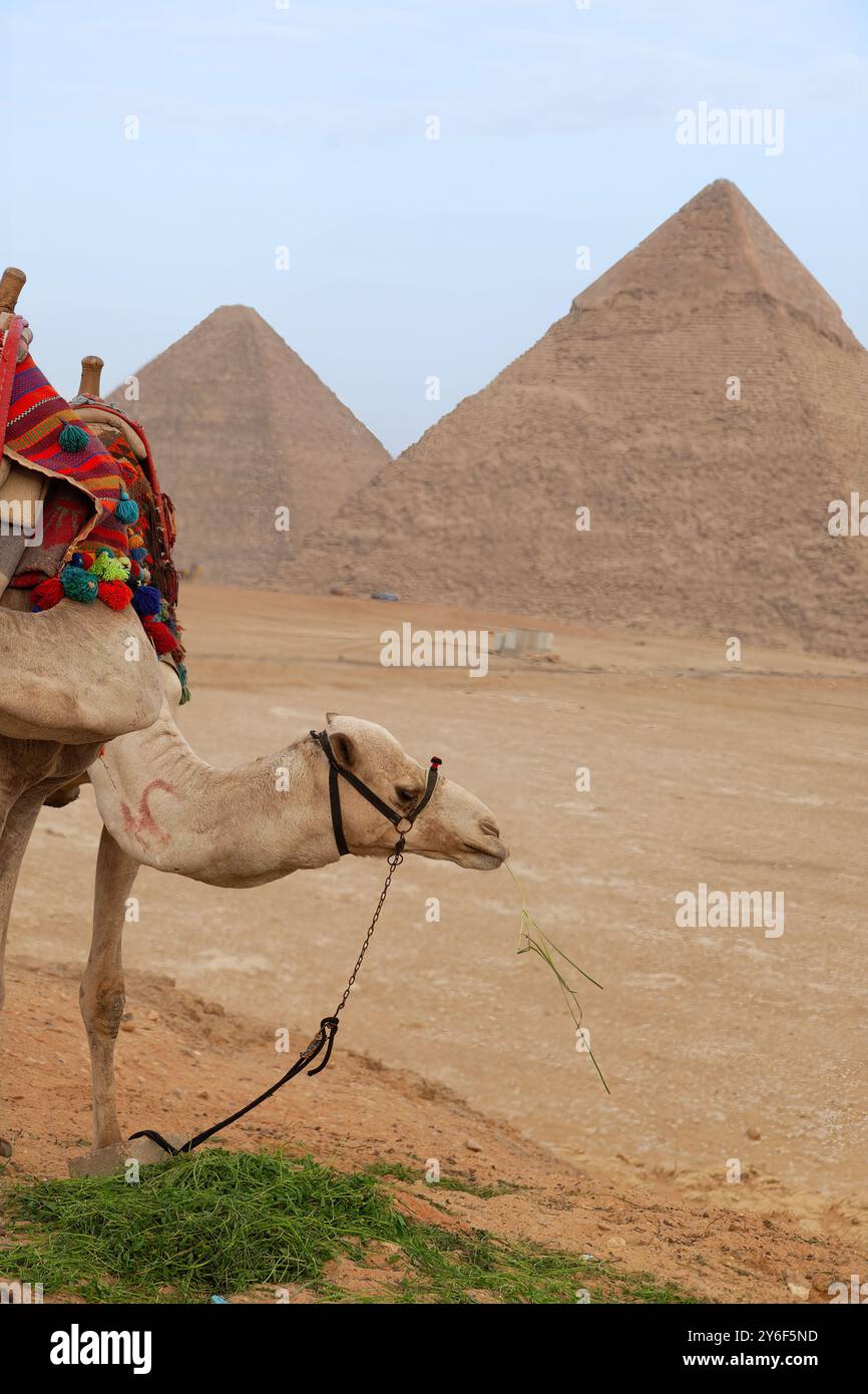 Camel at Giza pyramids Stock Photo - Alamy