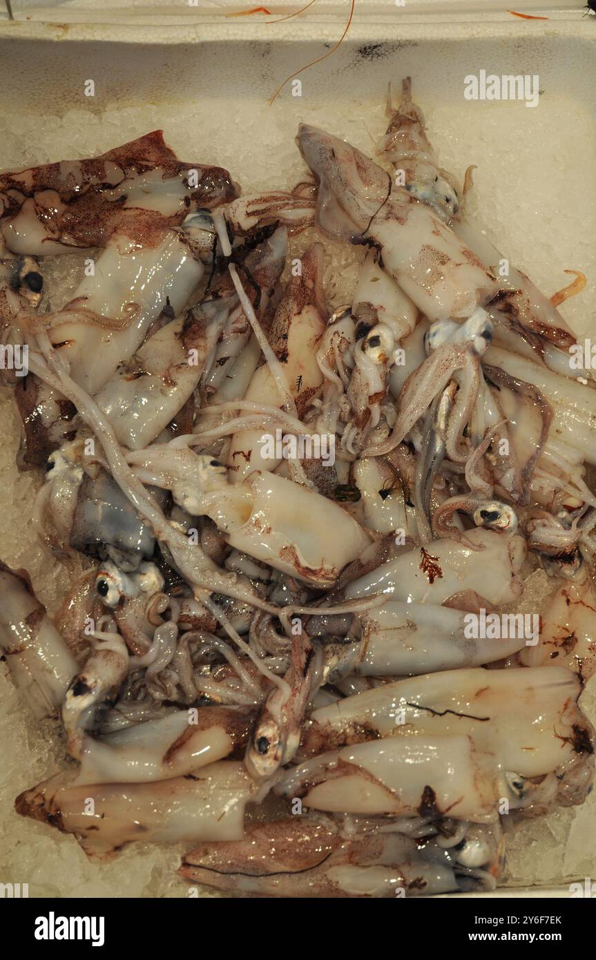 Fishmonger squid hi-res stock photography and images - Alamy